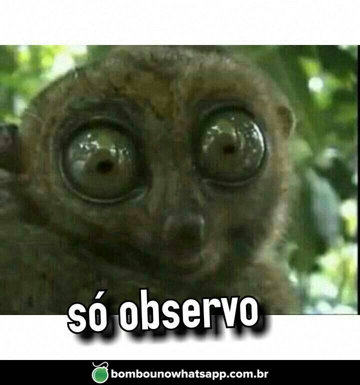 Só observo - Bombou no Whatsapp